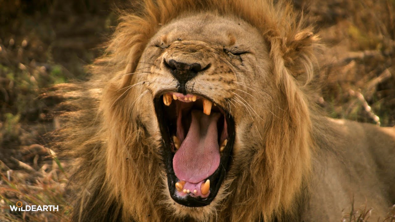 A male lions' roar of the wild - YouTube