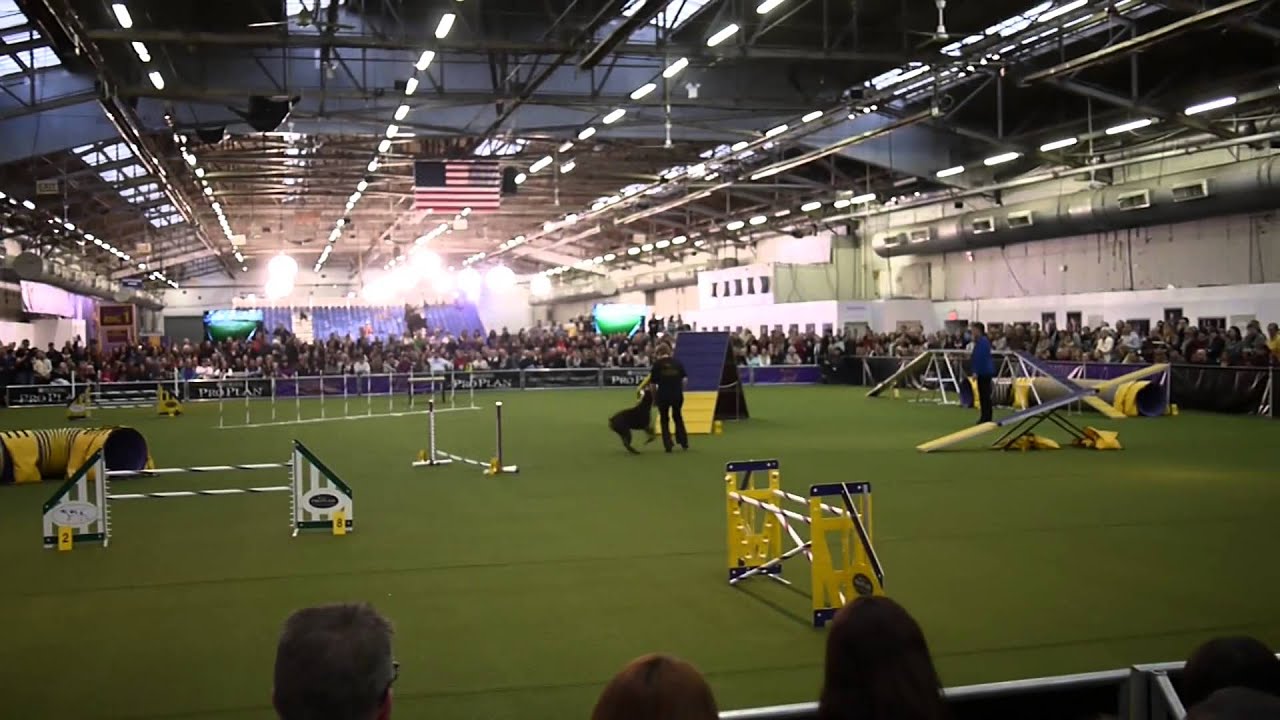 2014 WKC Agility Prelims - Doberman - YouTube