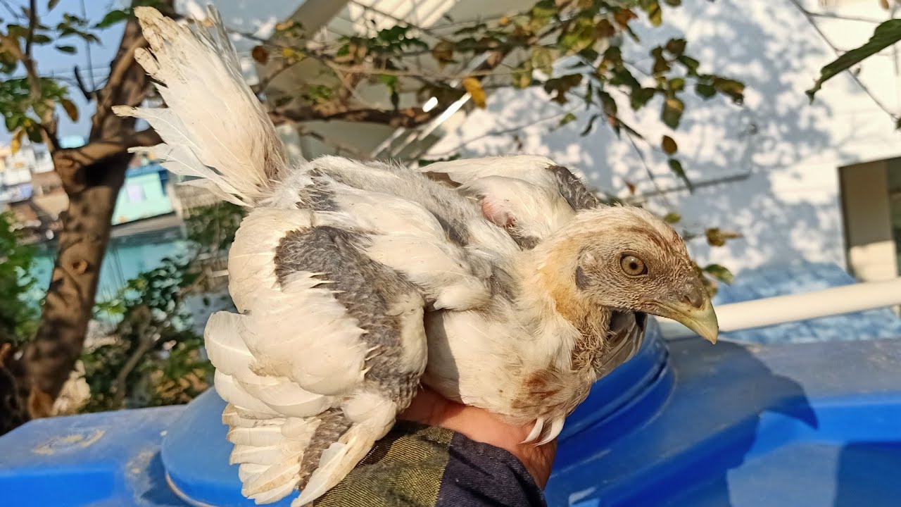 pure Peruvian white knights - YouTube