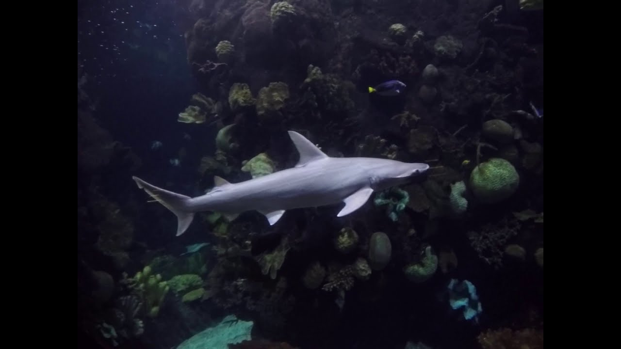 Columbus Zoo, SHARKS & STINGRAYS - YouTube