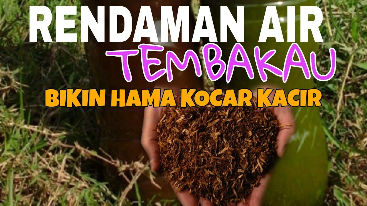 Bukti Dari Kehebatan Rendaman Tembakau | Hama Tungau Musnah - YouTube