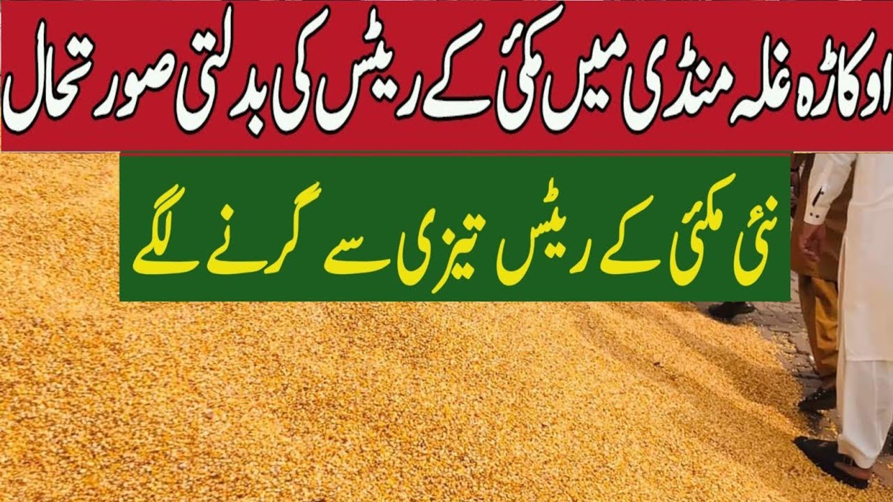 Maiz new rate today ||Advance Farming - YouTube