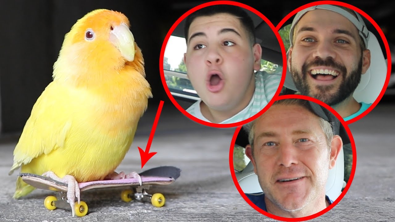 SURPRISING BEST FRIEND WITH SKATEBOARDING BIRD!! - YouTube