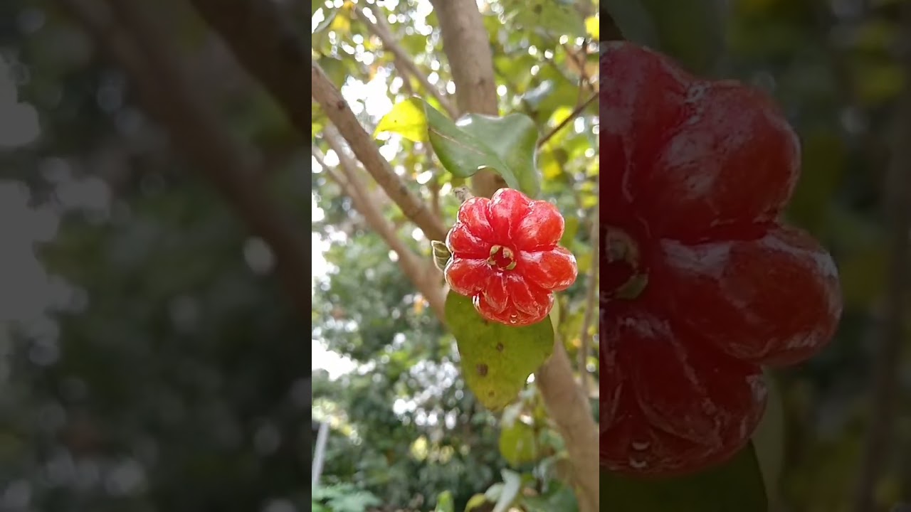 nelli kani - YouTube