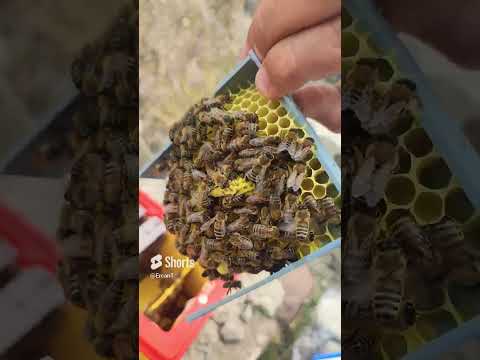 TEK SEFERLİK HAZIRLANAN ANA ARI ÜRETİM KUTUSU  #arı