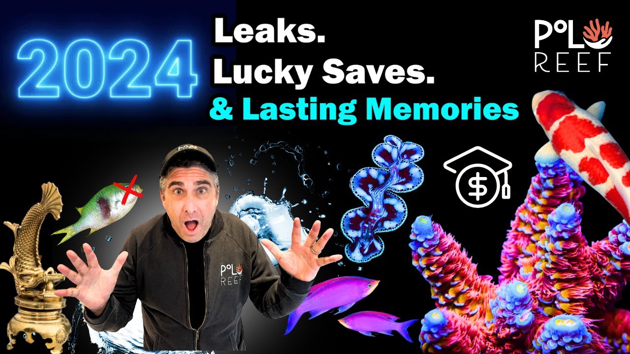 Polo Reef 2024 - What a Year! New Aquarium Builds, Koi Ponds and Polo ...