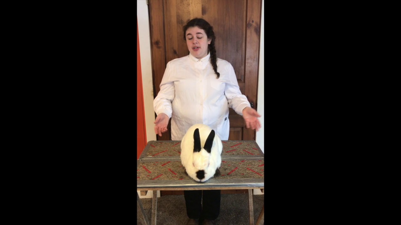 Rabbit Showmanship - YouTube