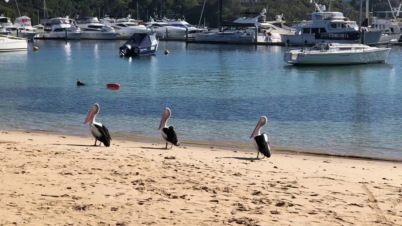 Spit Bridge to Manly Walk - Sydney Australia hiking - YouTube