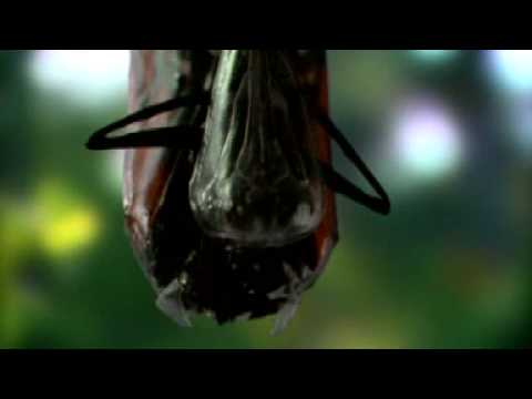 Journey of the Butterflies - YouTube