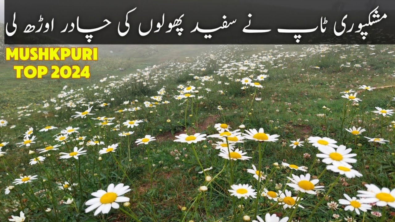 Mushkpuri Top | Donga Gali to Mushkpuri Top Hiking | Nathia gali tour ...
