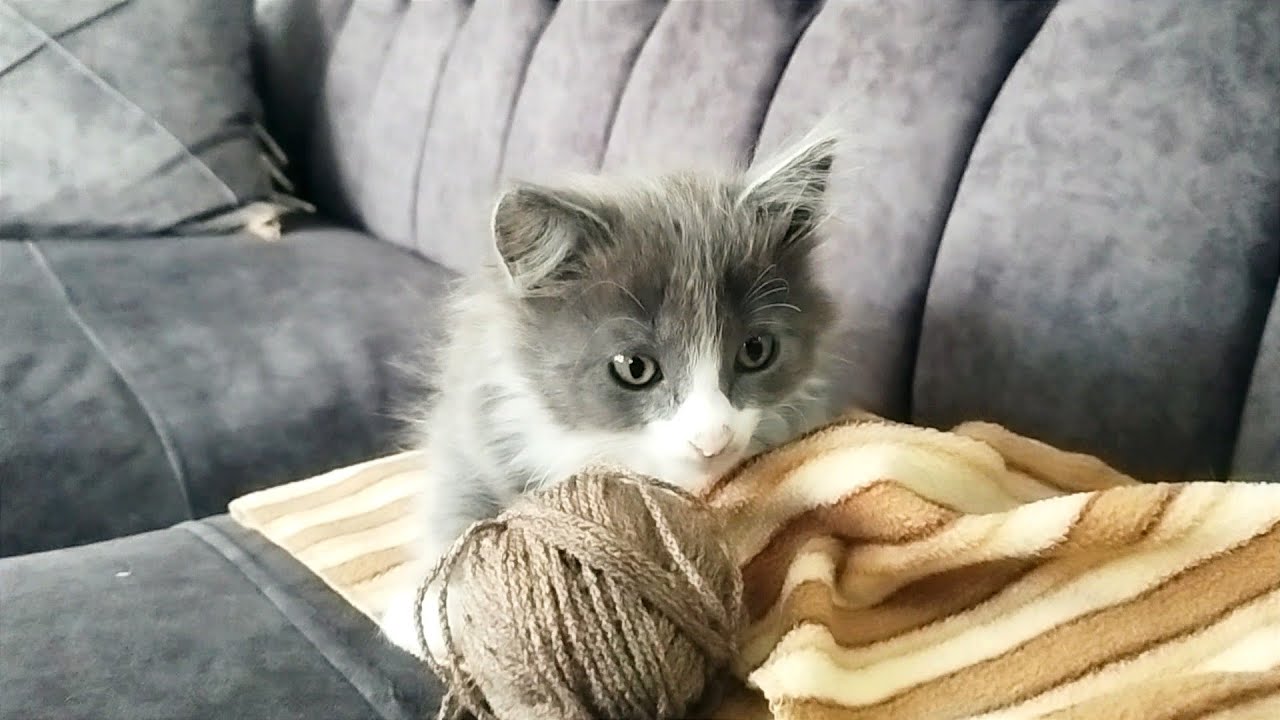 Mr. Samuel loved my scarf when he first came inside - YouTube