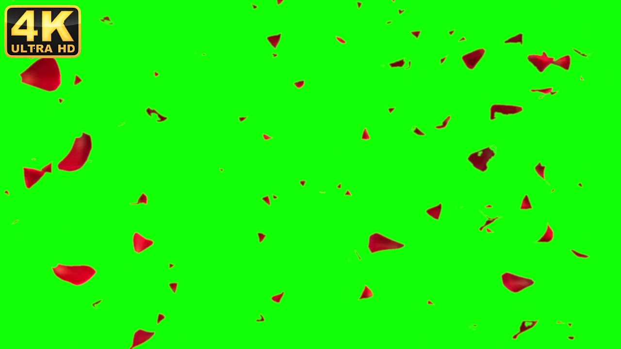 Rose petals green screen rose petals falling rose petals overlay green ...