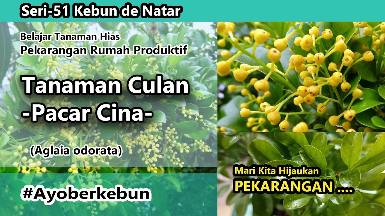 Mengenal Tanaman Culan | Pacar Cina | Aglaia odorata - YouTube
