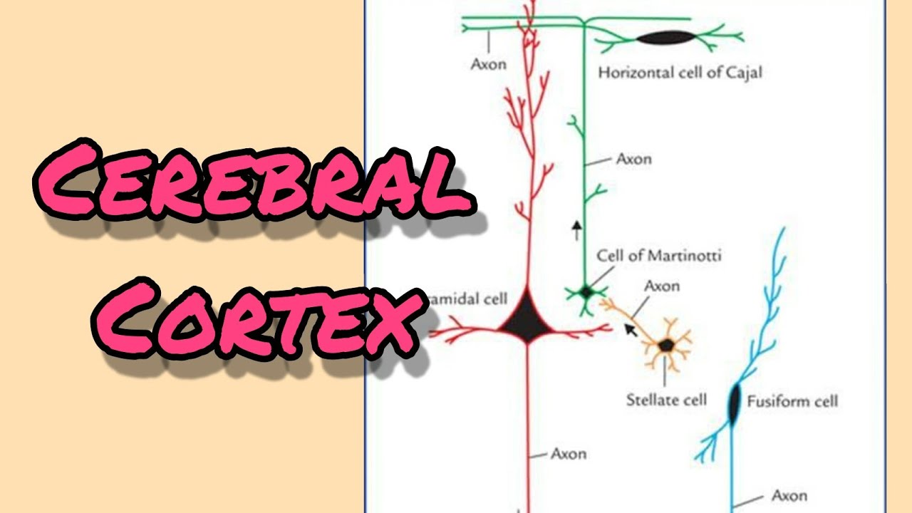 Cerebral cortex - Nerve cells, fibers, layers - YouTube