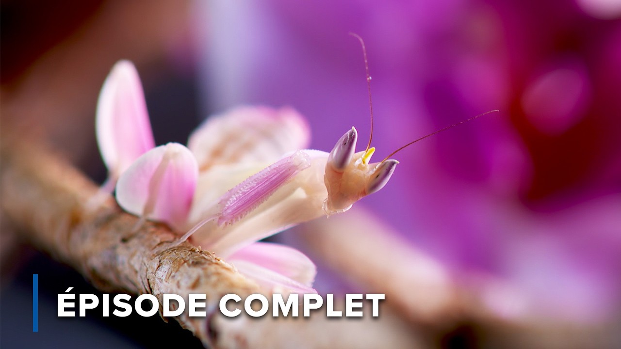 Insectes prédateurs : Mante Religieuse, Dionée Attrape-Mouche ...