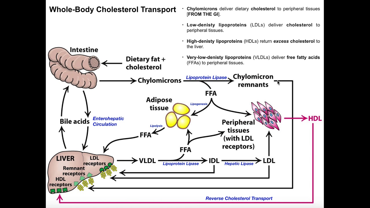 Whole-Body Cholesterol Transport [Part 1/2] | Chylomicrons & VLDL - YouTube