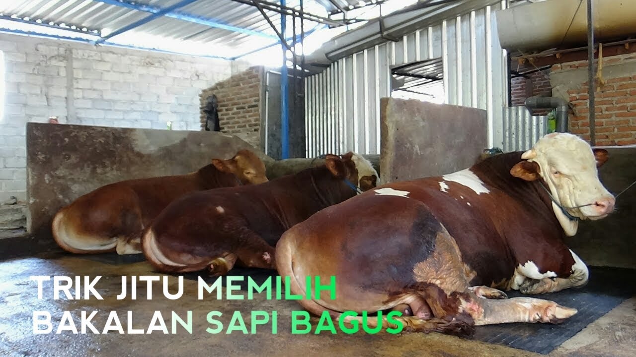 CARA MEMILIH BAKALAN SAPI YANG BAGUS DI JADIKAN BISNIS PENGGEMUKAN ...