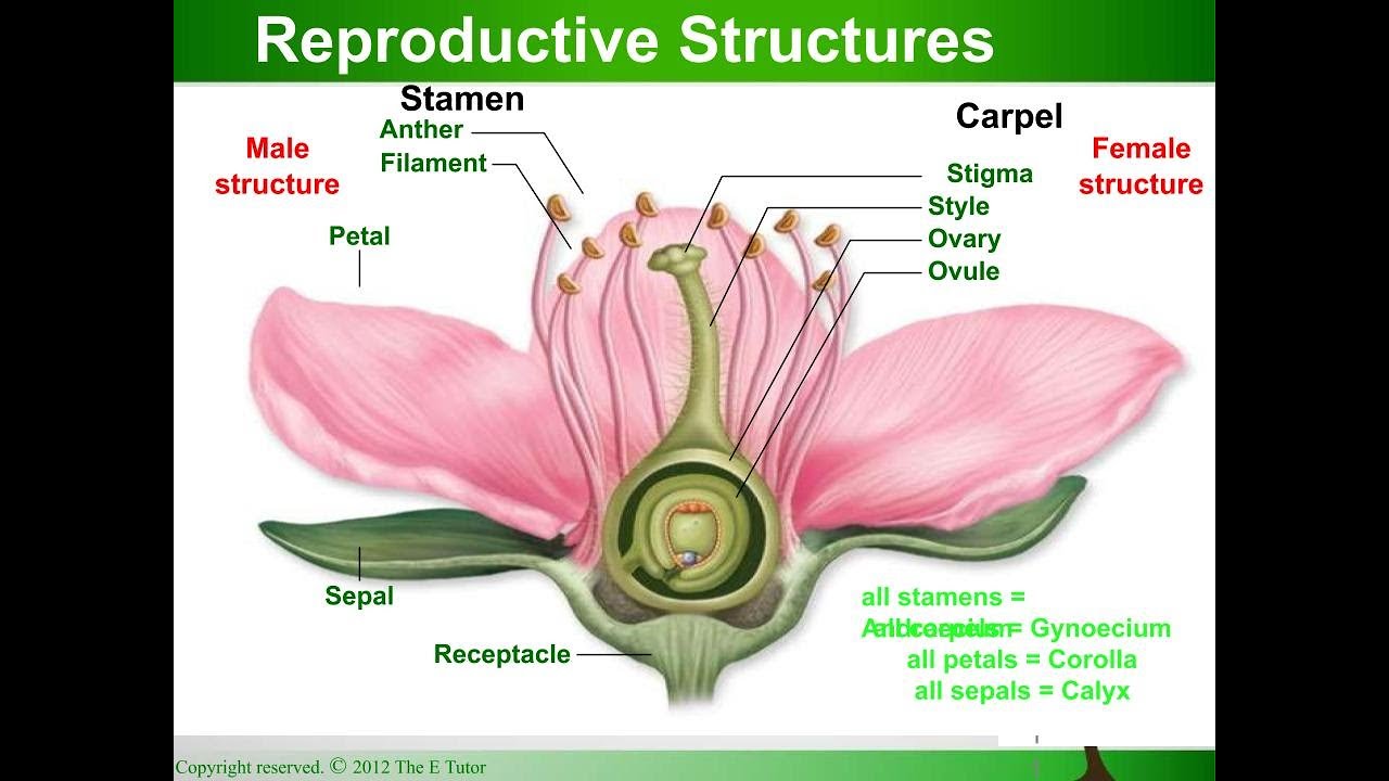 Morphology Of A Flower Introduction2 YouTube morphology-of-a-flower-introduction2-youtube