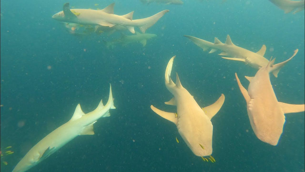 Friendly Shark Snorkeling - YouTube