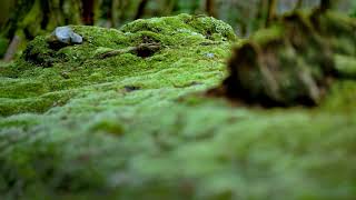 The Moss Garden of Kyoto. JAPAN 京都の苔庭