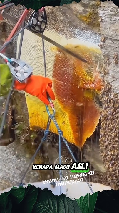 Panen Madu di Tebing #shrots #panen #madu - YouTube