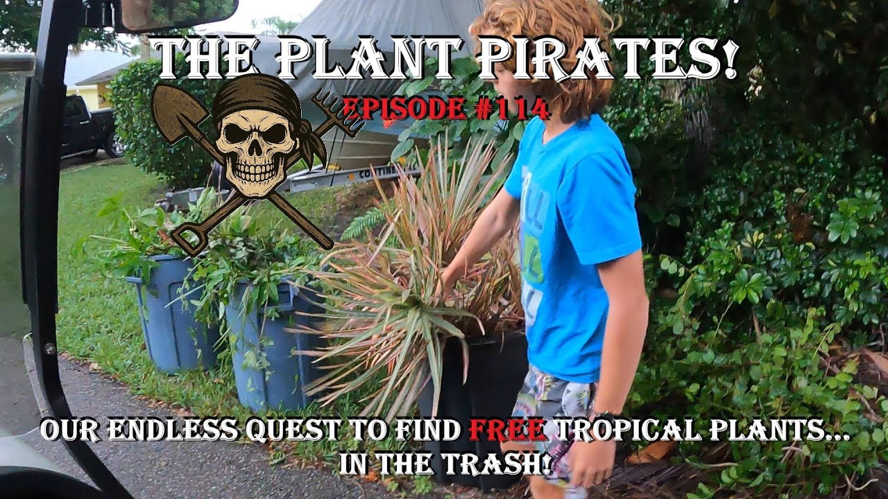The Plant Pirates Episode 114 | Finding FREE Tropical Plants in the ...