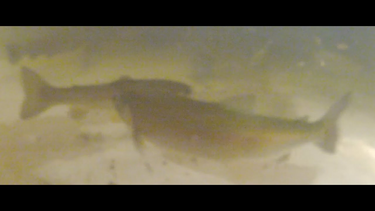 Keeping Trout alive using system similar to the keepalive bait tank ...