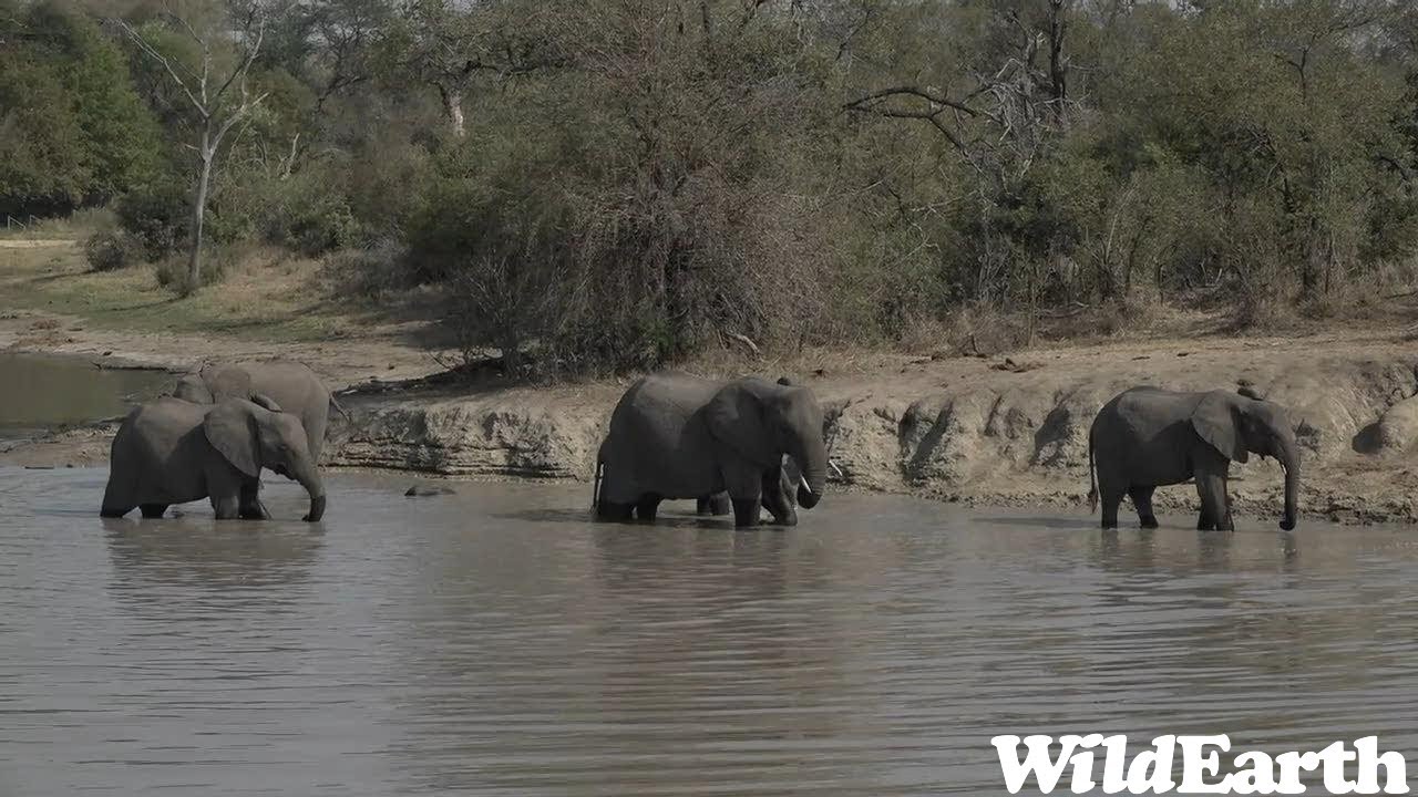 WildEarth - Live at the Waterhole 24 December 2023 - YouTube