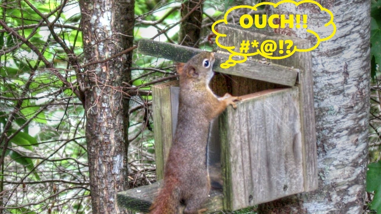 Frustrated Squirrel Smashes Thumb - Reacts Just Like Human - YouTube