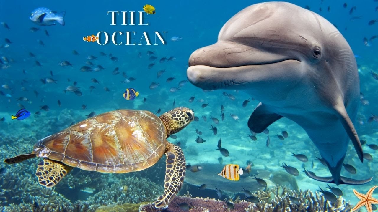 The Ocean 4K - Scenic Wildlife Film With Calming Music - YouTube