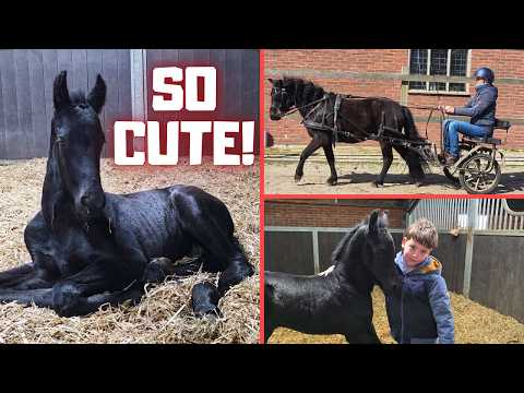 Everyone Falls in Love😍 with Our New Foal! + Carriage Driving | Friesian Horses