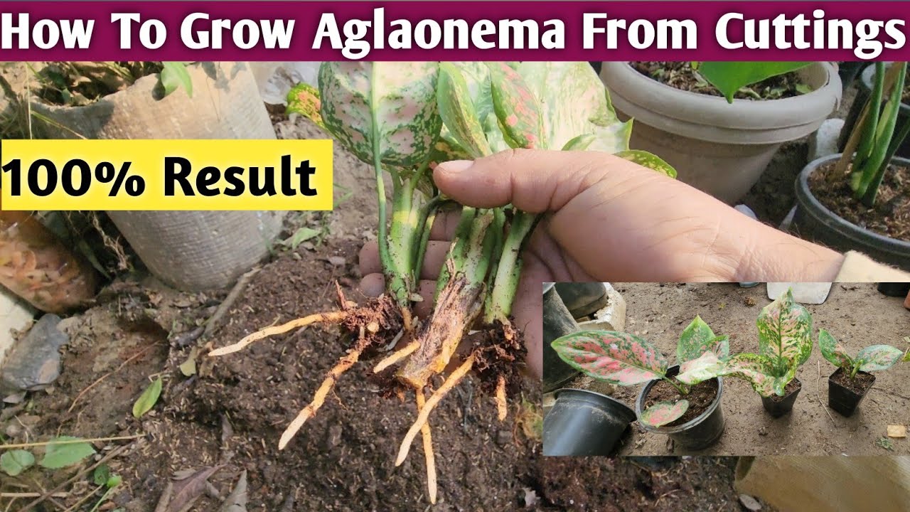 How To Propagate Aglaonema From Cutting👏How To Grow Aglaonema From ...