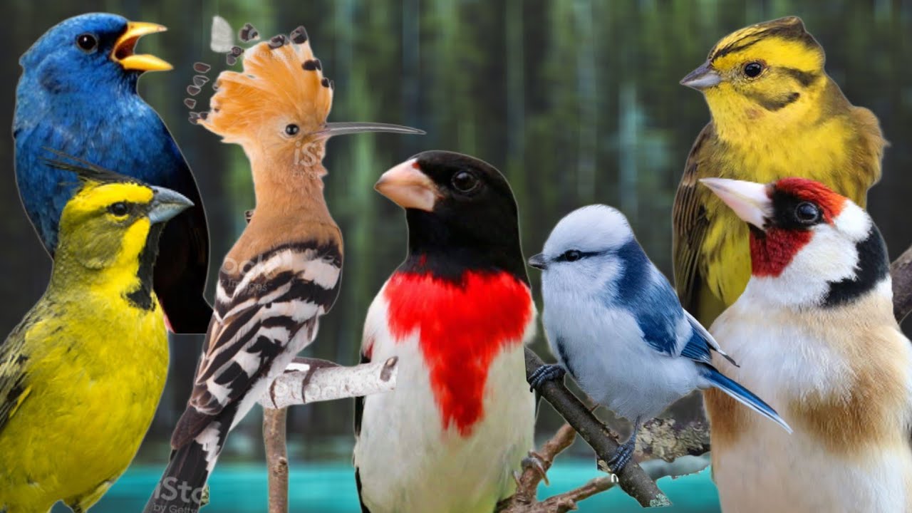 SOM de PASSAROS EXOTICOS na NATUREZA, Parte4 | O SoarDasAves - YouTube