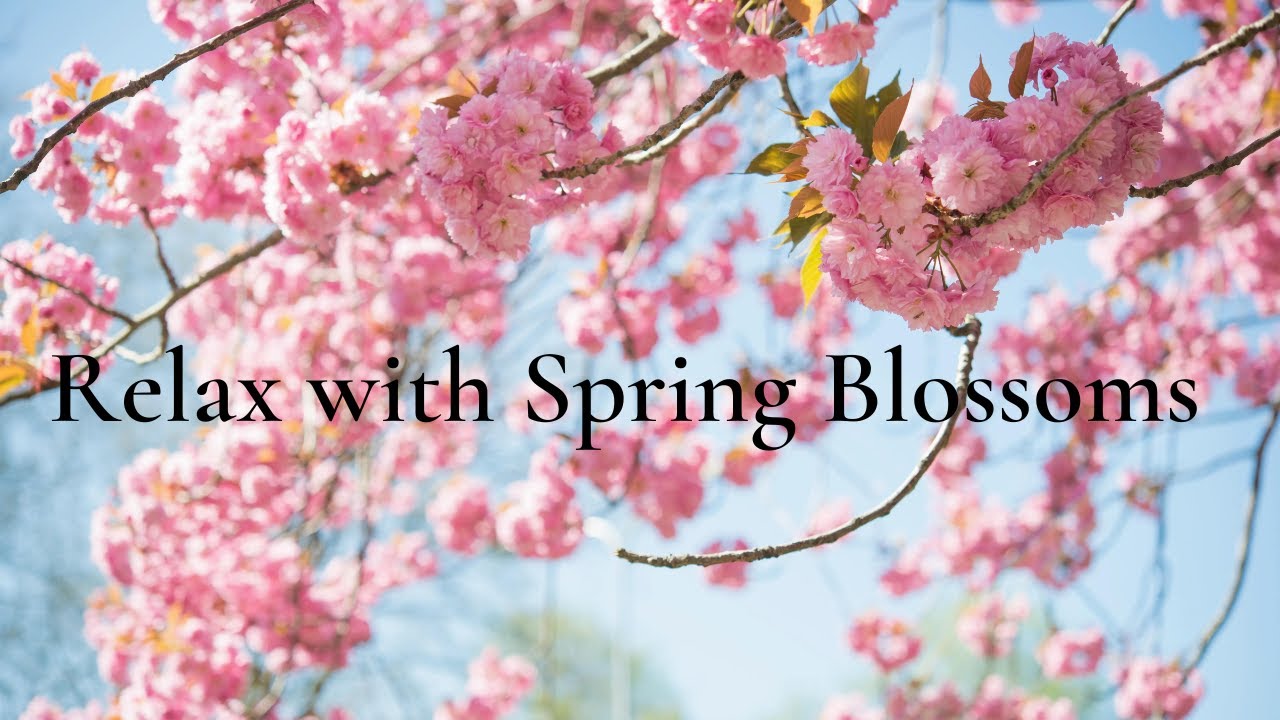 Spring Cherry Blossoms ! 🌸 | Cherry Blossom Garden - Relaxing Zen Music ...