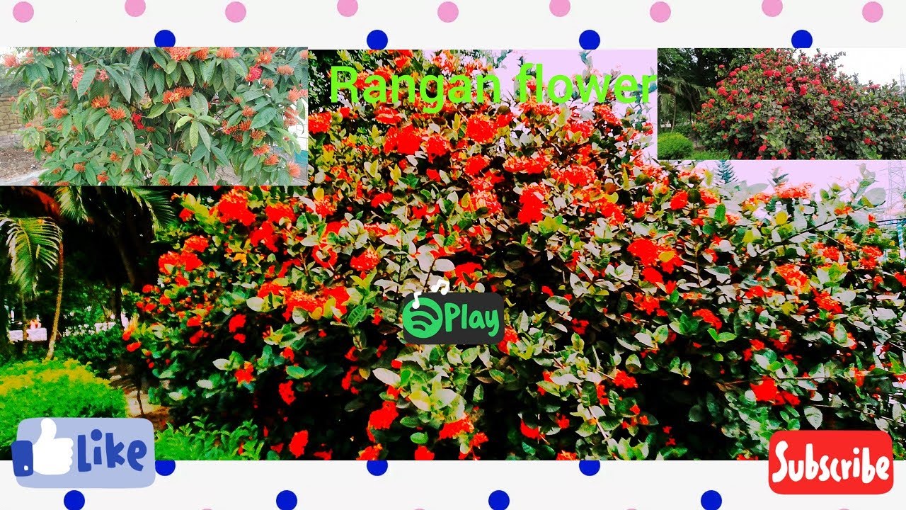 Flower। rangan flower।nice flower।রঙ্গন ফুল ।সুন্দর ফুল । - YouTube