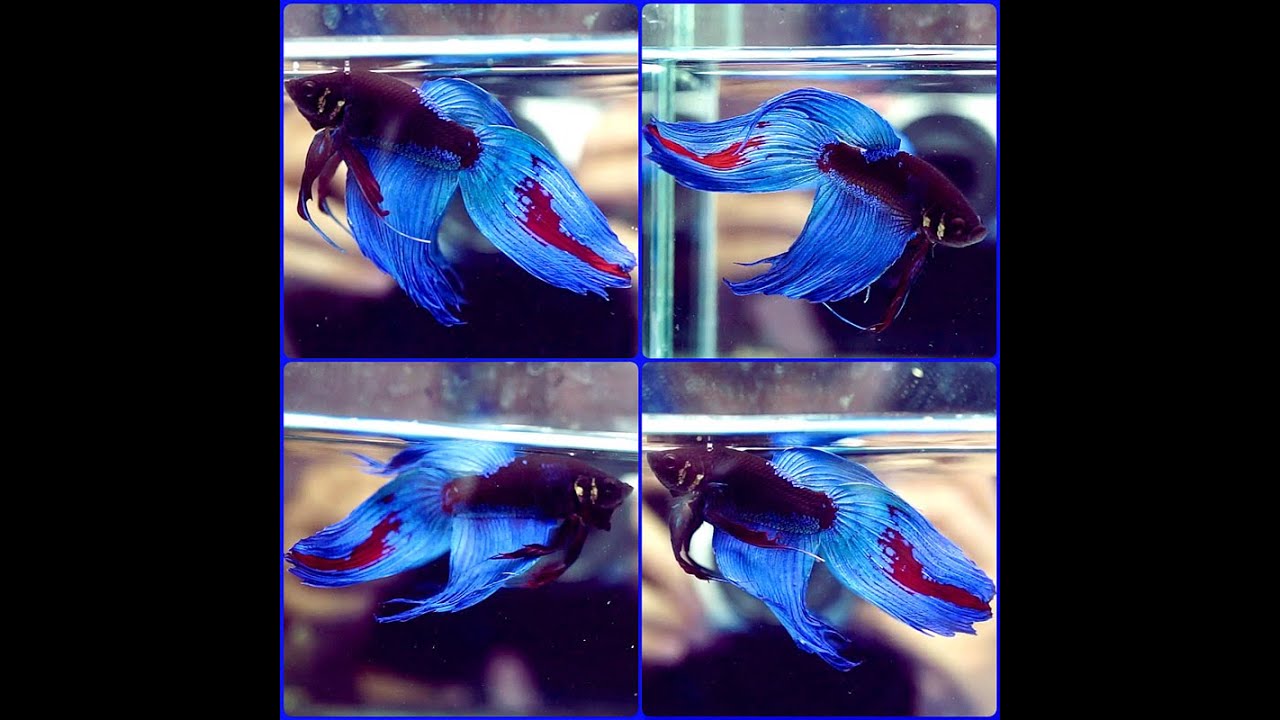 A666 SUPER BLUE MIDNIGHT RED Veil Tail VT Male Betta Fish - YouTube
