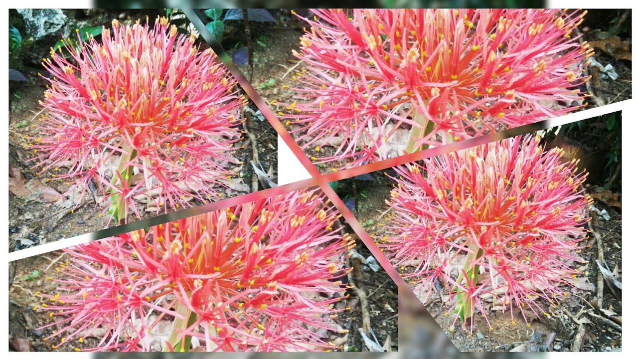 kembang api || Bunganya cantik || hanya ada pada musimnya - YouTube