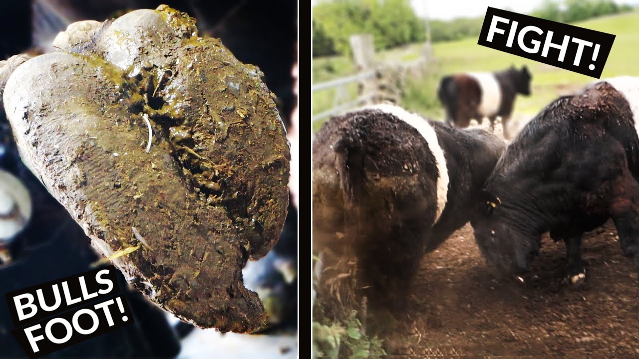 BULL FIGHT .... TRIMMING BULLS FEET & a FIGHT ERUPTS! | The Hoof GP ...