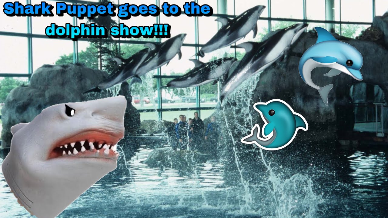 Shark Puppet goes to the DOLPHIN SHOW!!! - YouTube