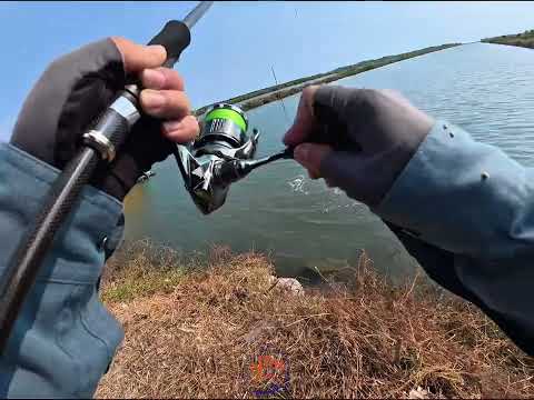 ผลงานกะพงใหญ่ กับ เหยื่อ IK Spin jerk จาก IMAKATSU ทดสอบโดย #SPNfishing