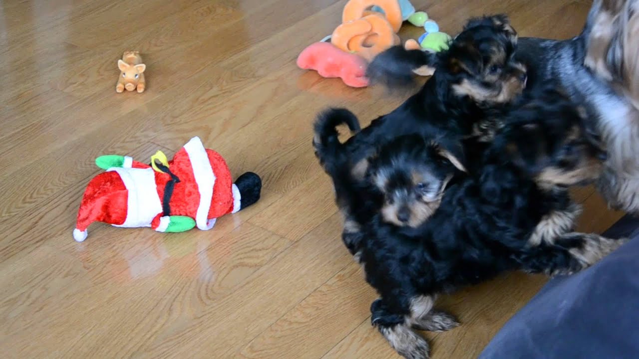 Baby doll faced mini yorkie / yorkies / yorkshire terrier - YouTube