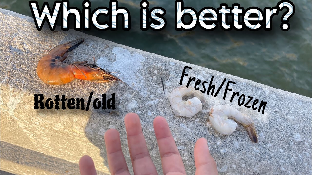 Old Rotten shrimp VS Fresh Shrimp | Fishing challenge | - YouTube
