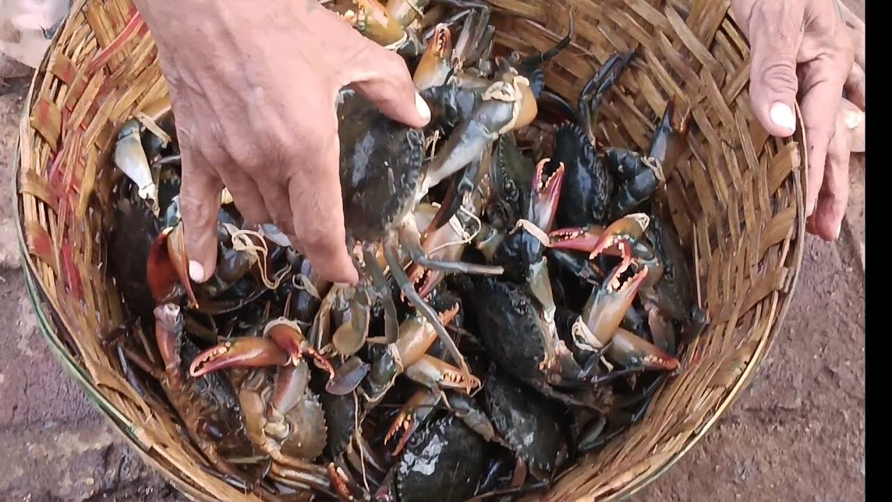 itne sare crab kekde Swiggy joging kar li hai goa me - YouTube