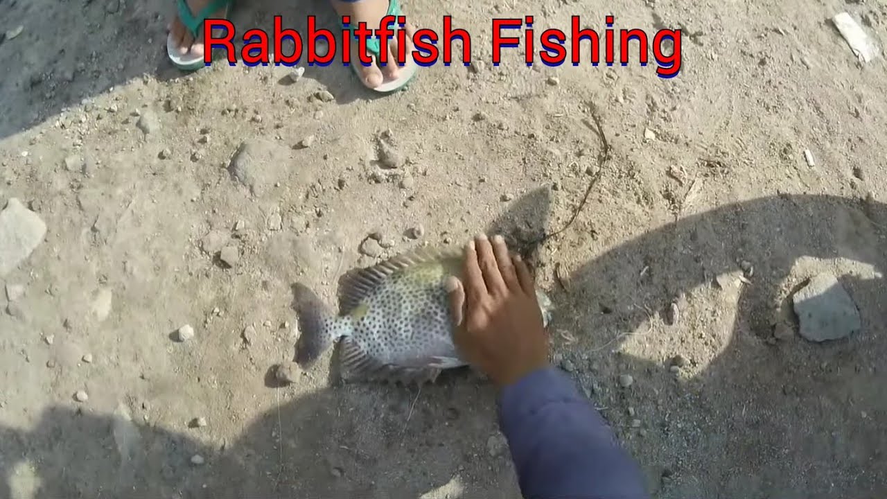 MANCING IKAN BARONANG DENGAN PANCING GARONG || RABBIT FISH FISHING WITH ...