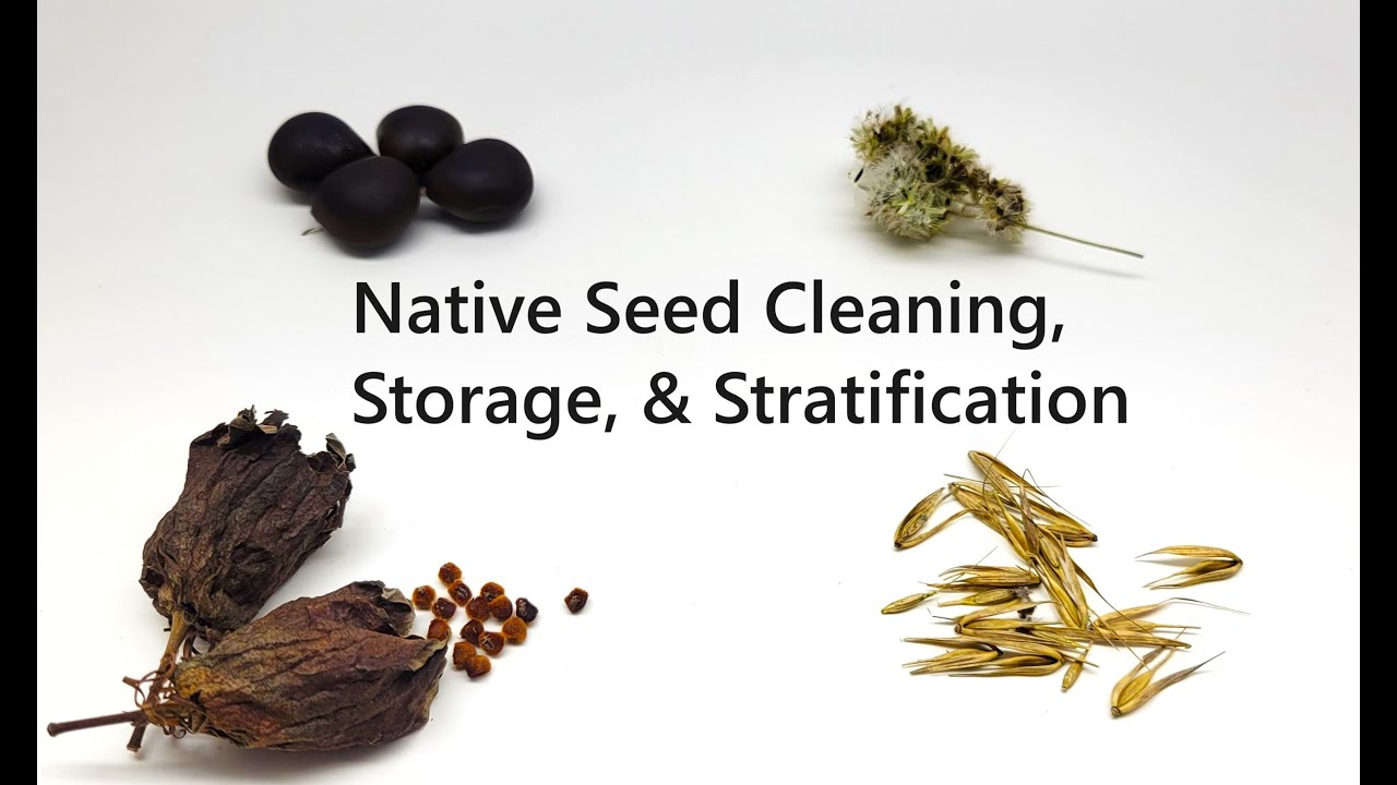 Native Plant Seed Cleaning, Storage, and Propagation - YouTube