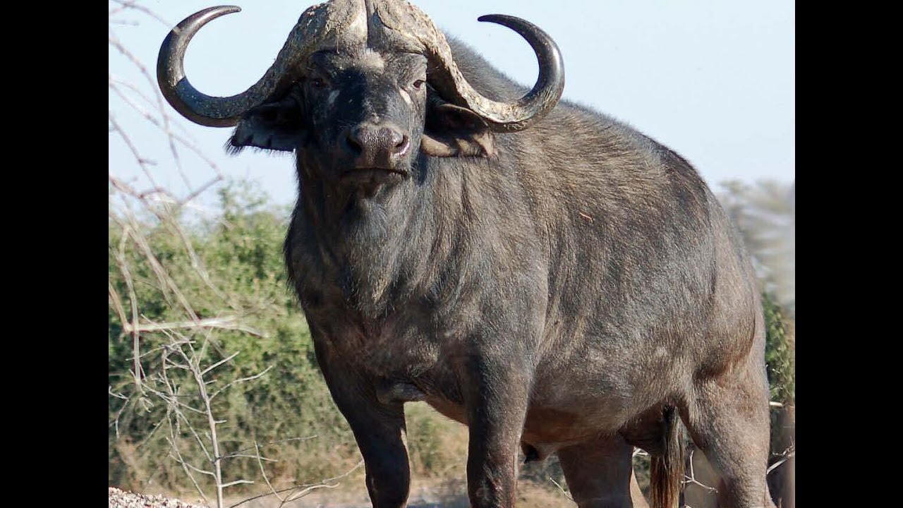 Big Buck Safari-Cape Buffalo Adventure - YouTube