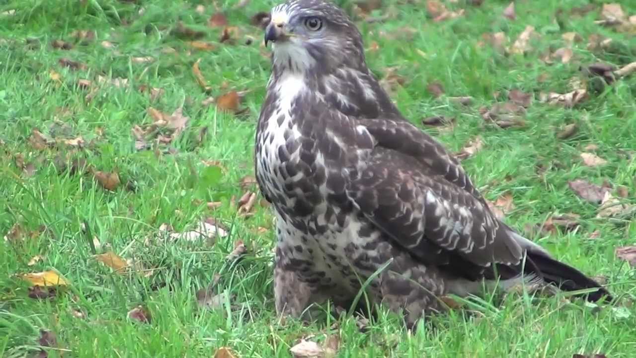 Buizerd - Buzzard HD 720p - YouTube