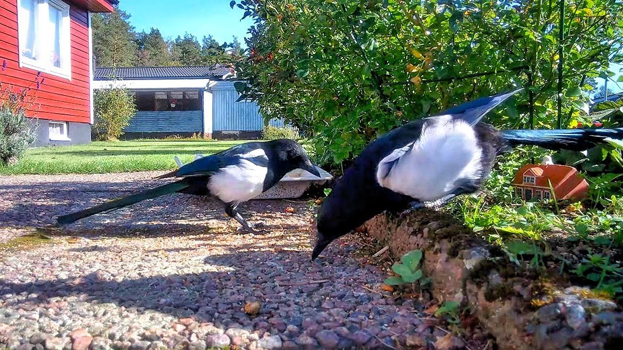 A couple of Magpies eat in the yard | Relaxing video | Cat TV 🦜🦜💛💚 ...