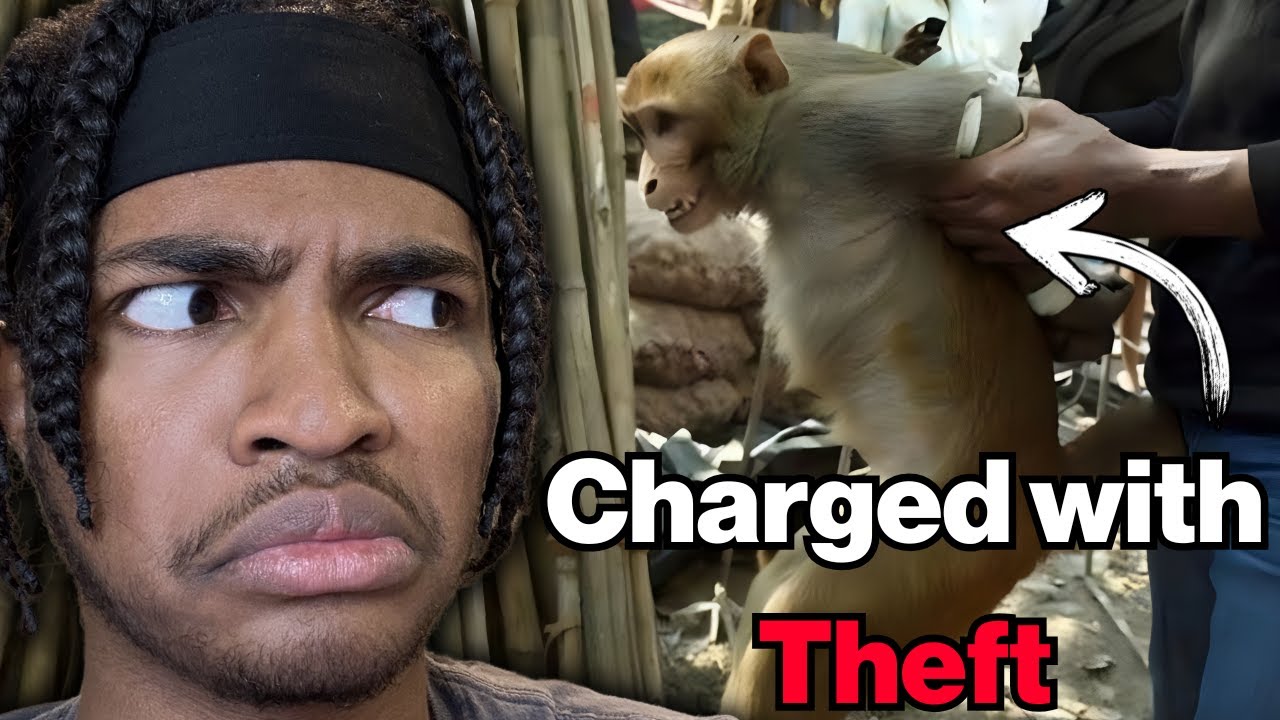 Animals Arrested for CRIMES - YouTube