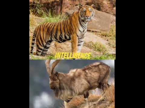 Tiger vs Markhor India vs Pakistan national animal - YouTube